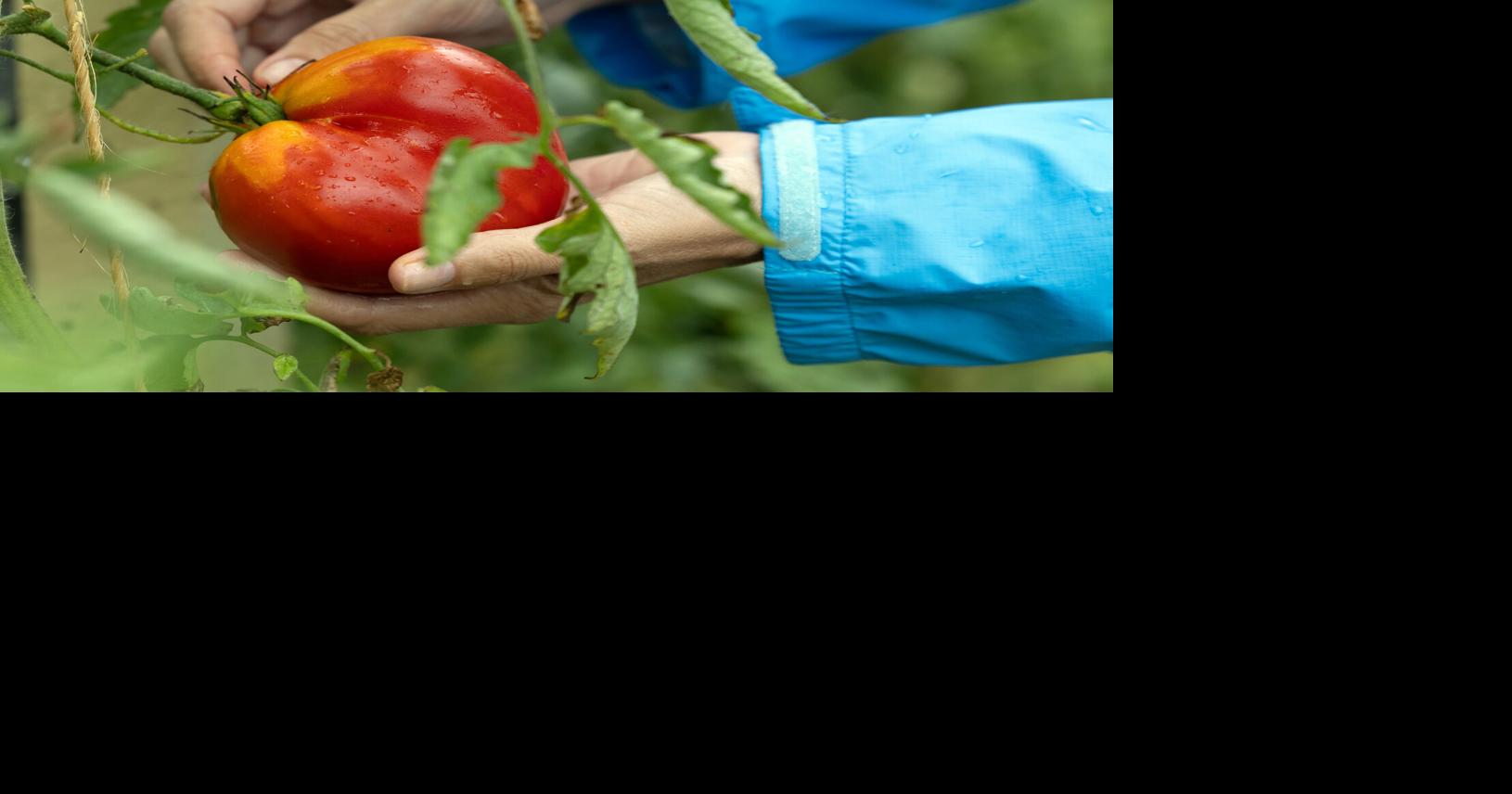 Late summer produce: What's in season and how to use it | Features ...