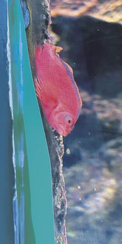 Museum creature feature: Bright-red fish sits as often as it swims ...