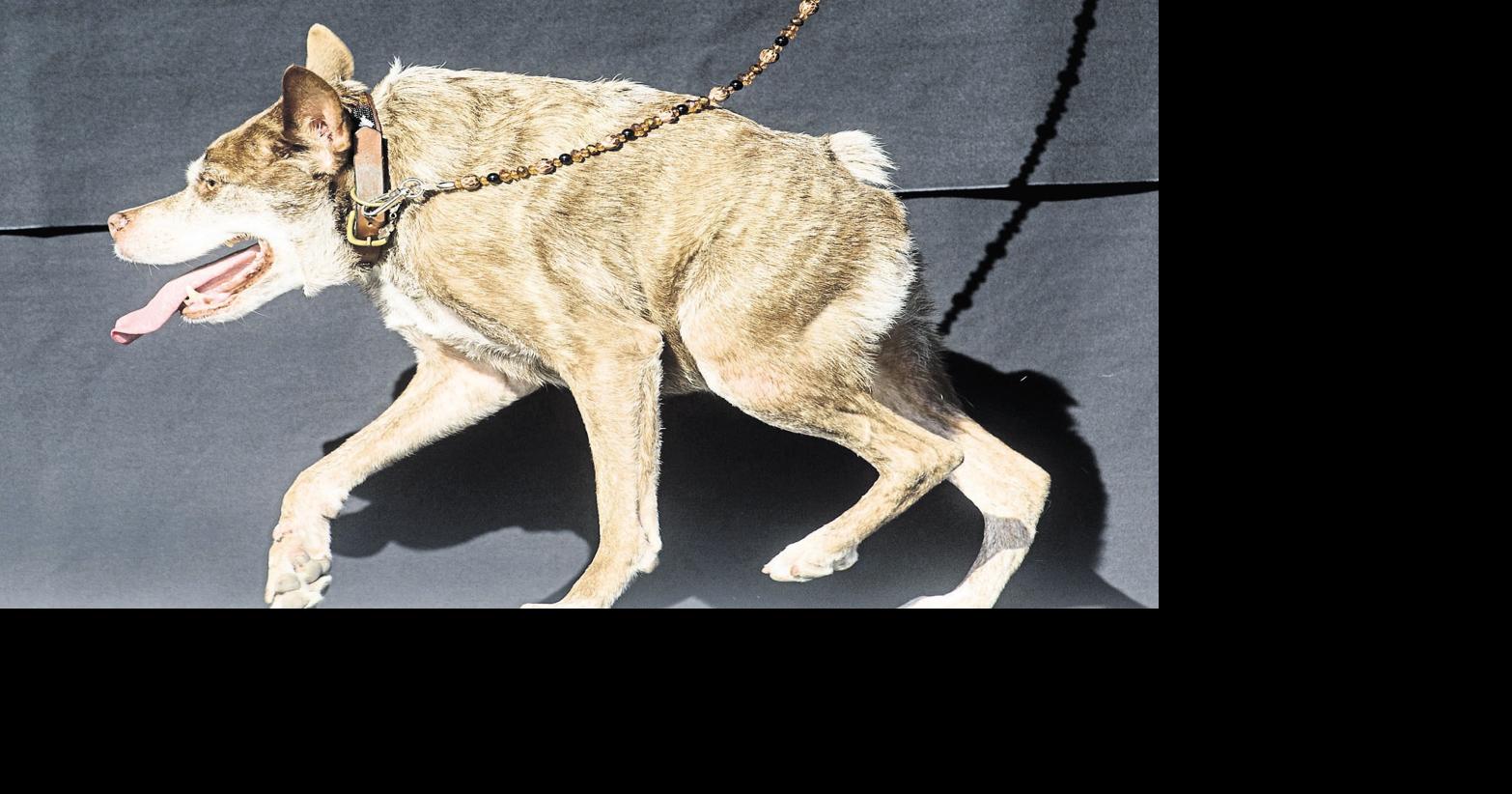 Deformed mutt Quasi Modo is crowned World's Ugliest Dog | Features ...