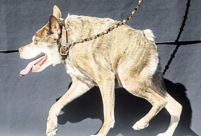 Deformed mutt Quasi Modo is crowned World's Ugliest Dog | Features ...