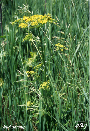 Iowa residents warned to avoid poisonous wild parsnip | Iowa-Illinois ...