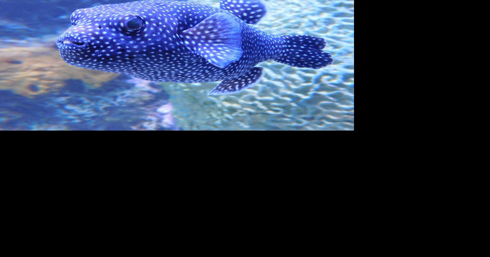 Write the caption | Tri-state News | telegraphherald.com