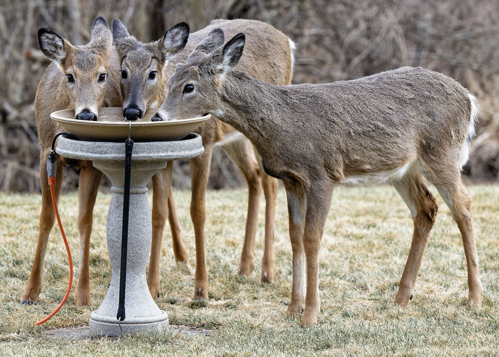 Write the Caption | Tri-state News | telegraphherald.com