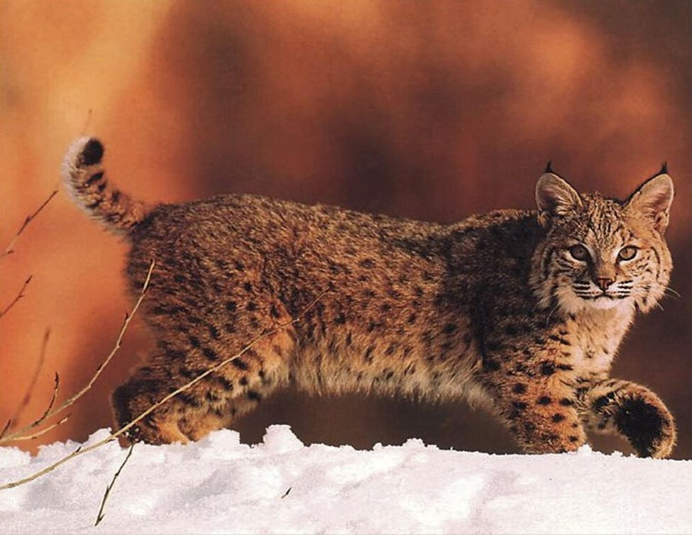 Bobcats continue NE Iowa comeback while conservationists consider ...