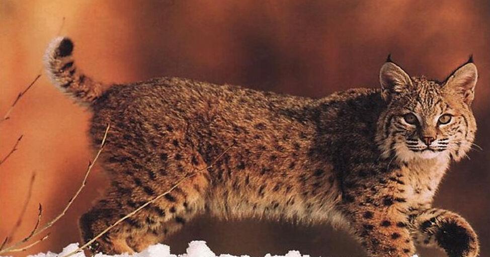 Bobcats continue NE Iowa comeback while conservationists consider ...