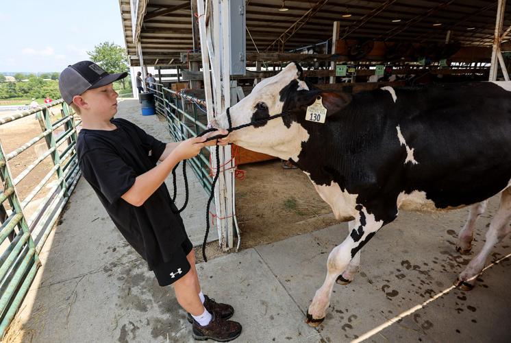 71st Dubuque County Fair offers fun from carnival rides to sea lion ...