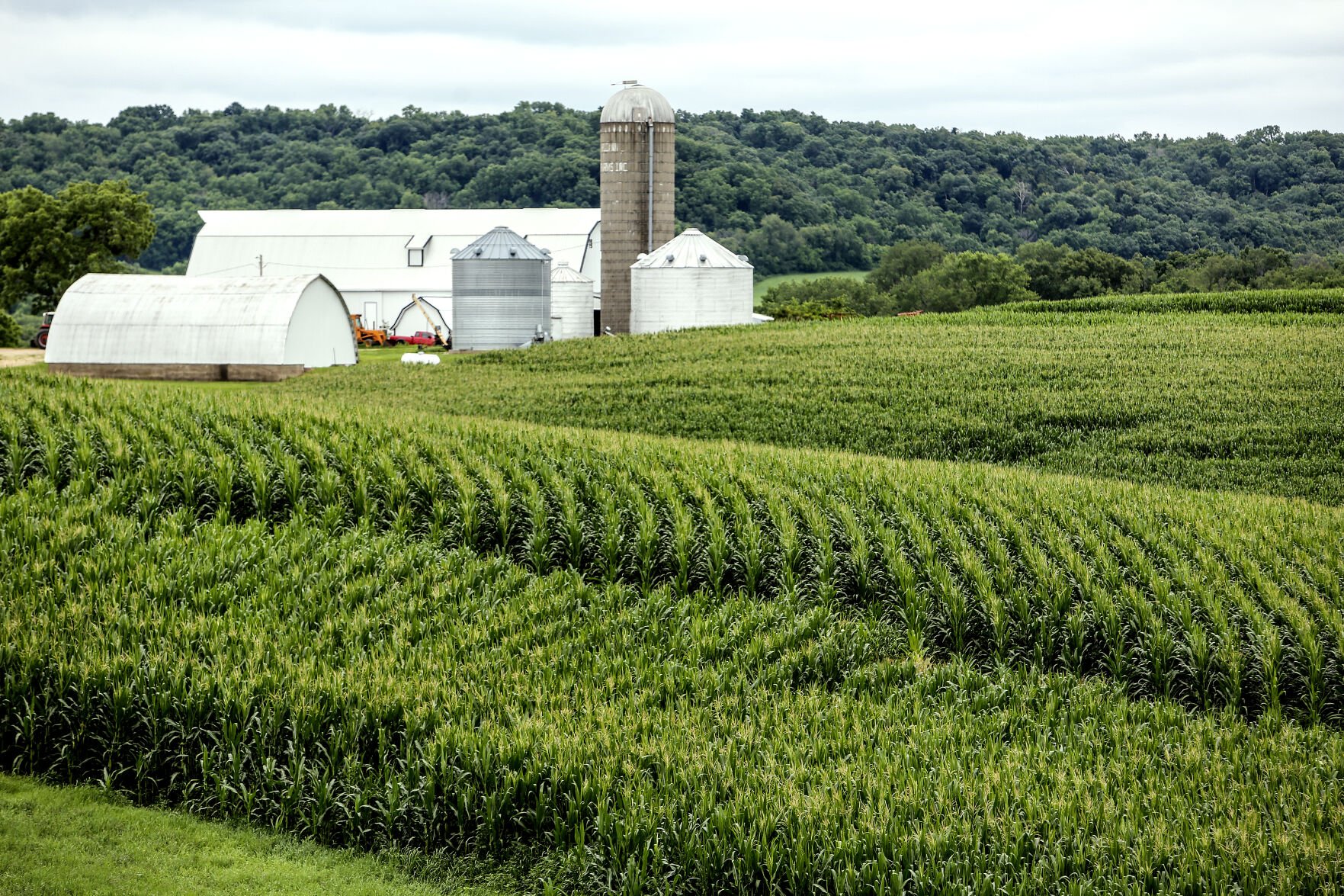 Tri-state farmers: Ample rainfall leading to 'unbelievable' crop growth ...