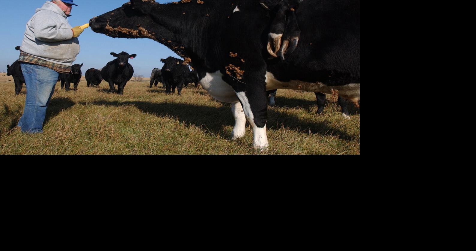 Throwback Thursday: Story highlights SW Wisconsin farmer's extra-legged ...