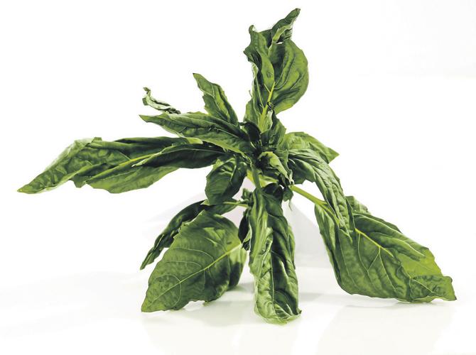 Health & Wellness: 5 easy-to-grow garden herbs and their health ...