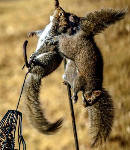 squirrels battle
