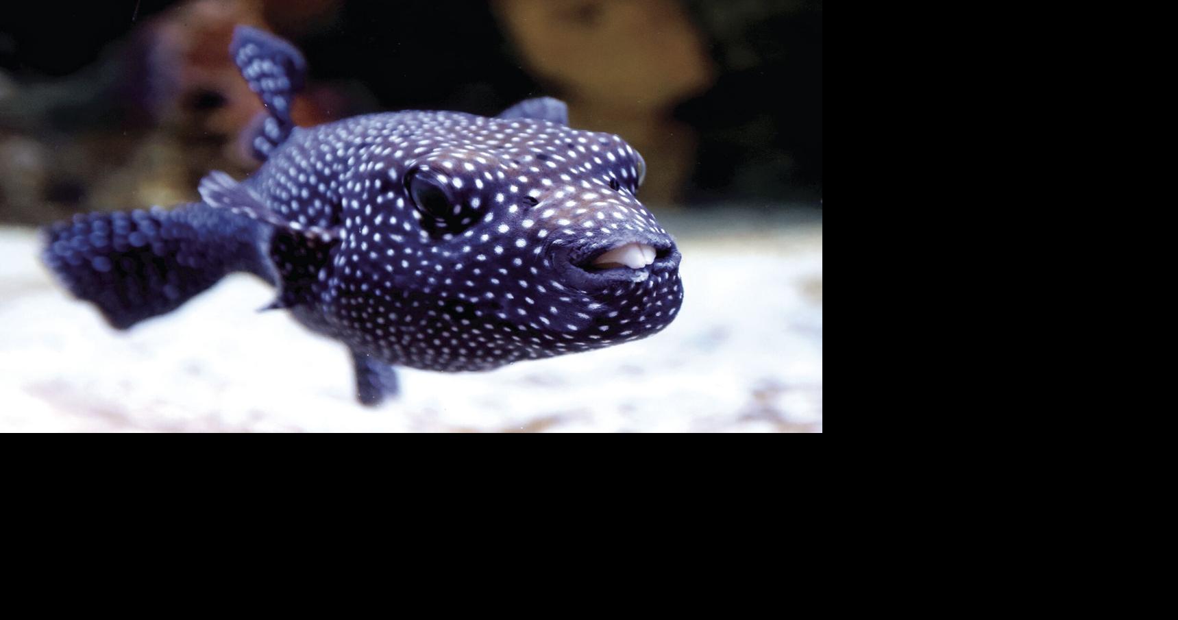 Museum creature: Photogenic fish known for tremendous teeth | Tri-state ...