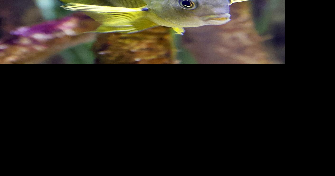 Museum creature: Shy fish avoids attention but will fight when ...