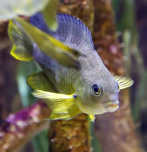 Museum creature: Shy fish avoids attention but will fight when ...