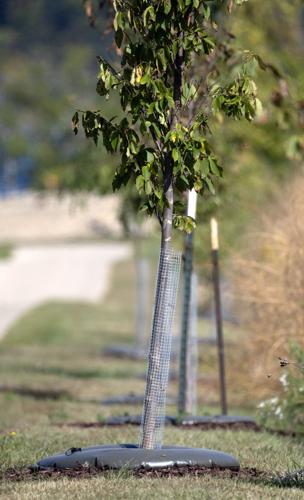 Dubuque tree-planting initiative underway this fall | Tri-state News ...