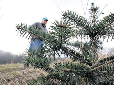 Root rot saps traditional Christmas fir trees | Agriculture ...