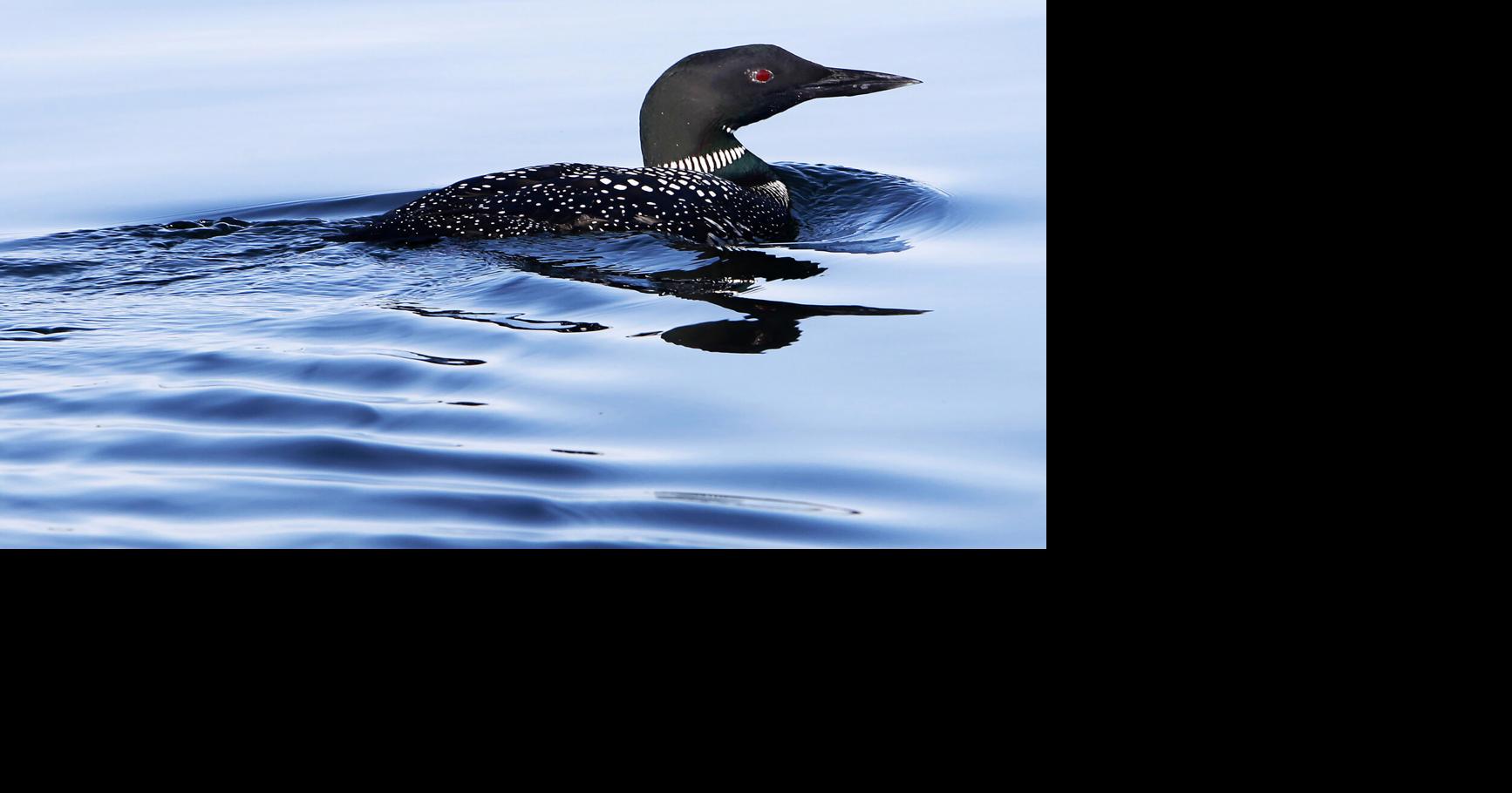 Loon Count | Upload Photos | telegraphherald.com