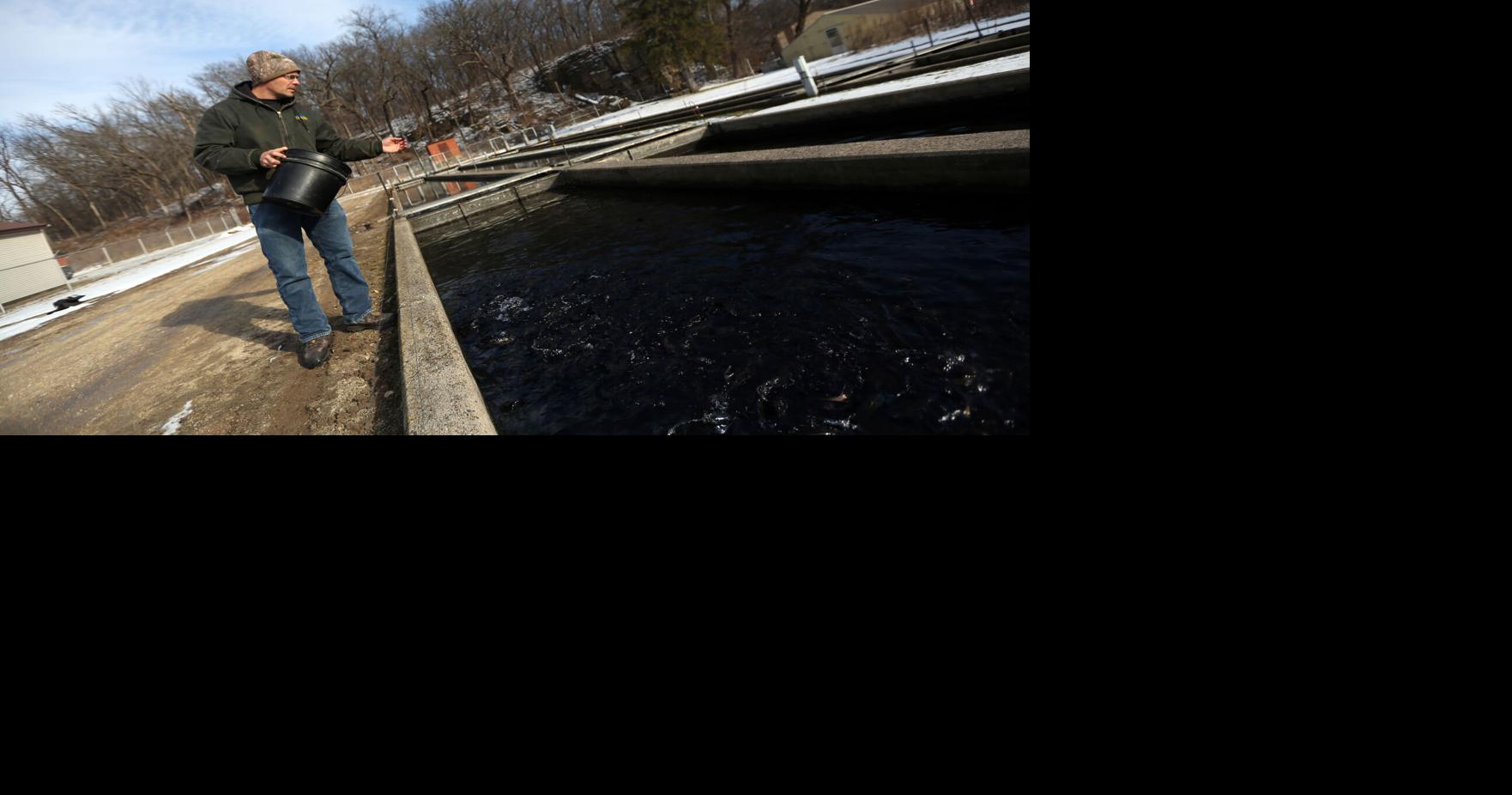 Manchester Fish Hatchery helps sustain area's trout population | Tri ...