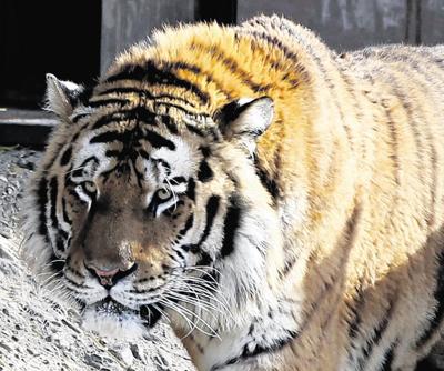 tiger attacks keeper