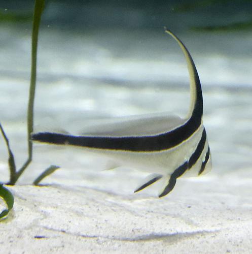 Museum creature: Distinctive fish growing toward new home | Tri-state ...