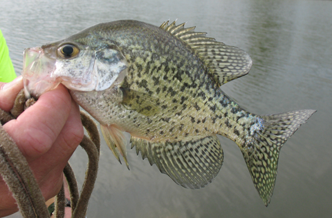 Paradise on the western edge of town | Fish Stories | telegraphherald.com