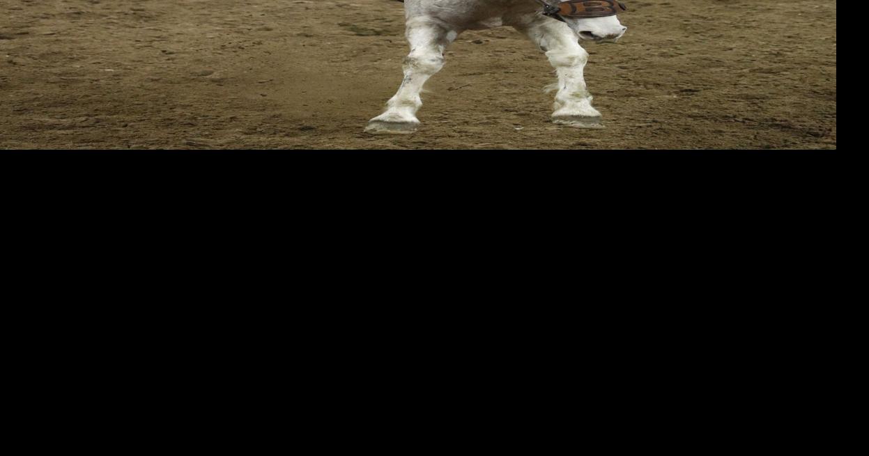 O'Connell sets sights high in return to pro rodeo circuit | Local ...