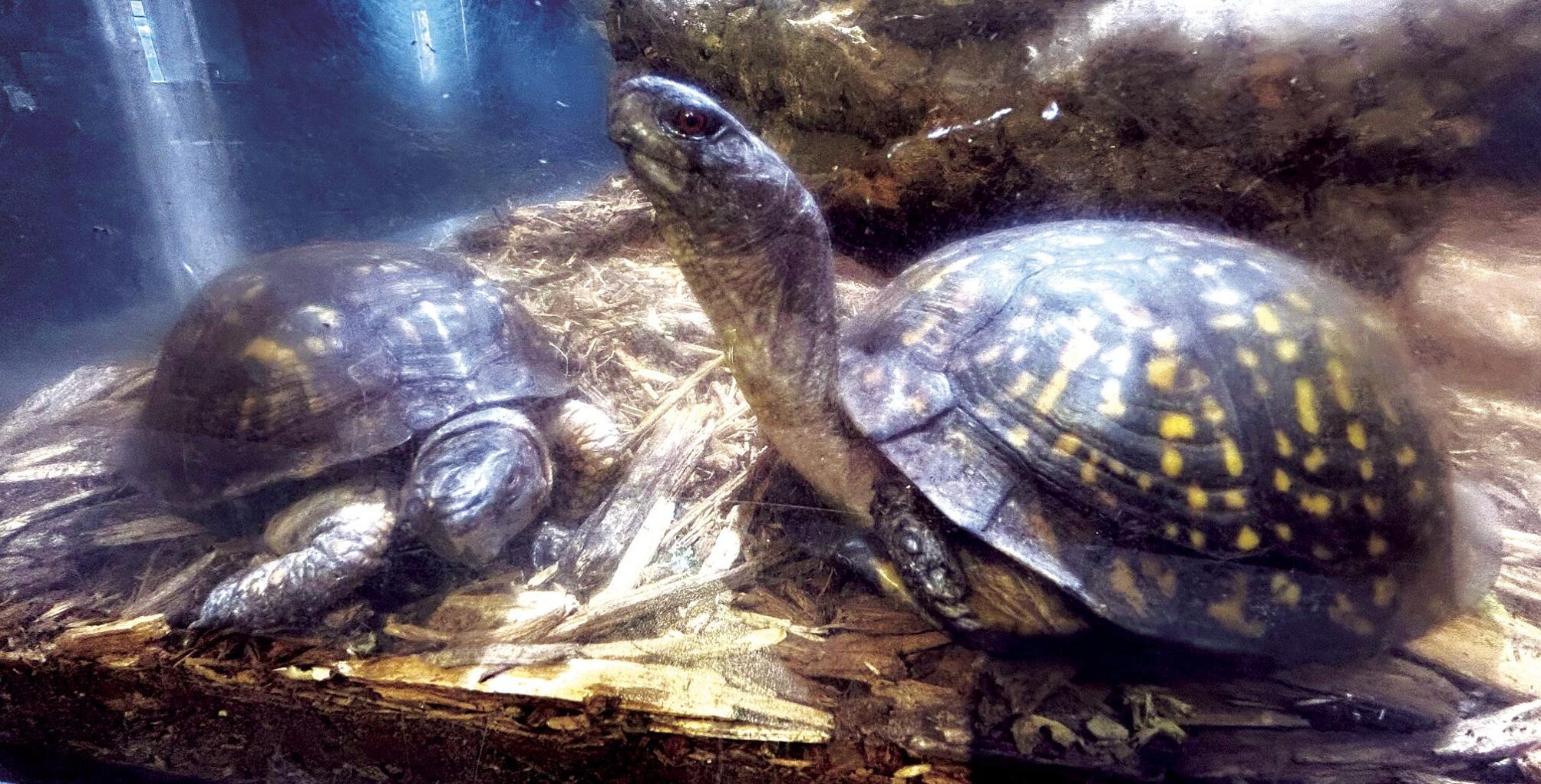 Museum creature feature: Hinged shells offer solid defense for box ...