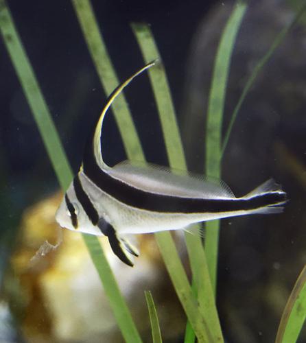 Museum creature: Distinctive fish growing toward new home | Tri-state ...