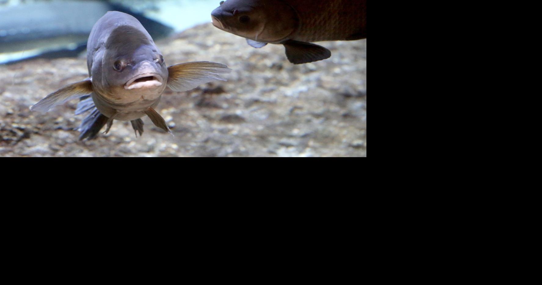 Museum creature feature: Grunting fish also known for hearing | Tri ...