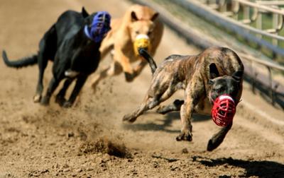 Bill to phase out greyhound racing dogged by hot debate | Tri-state ...
