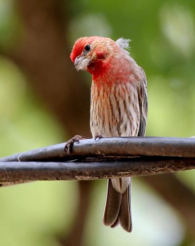 Alternative viewpoint | Tri-state News | telegraphherald.com