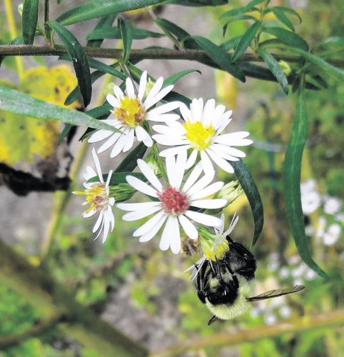 Diggin In: Popular fall flowers are nectar for beneficial bugs ...