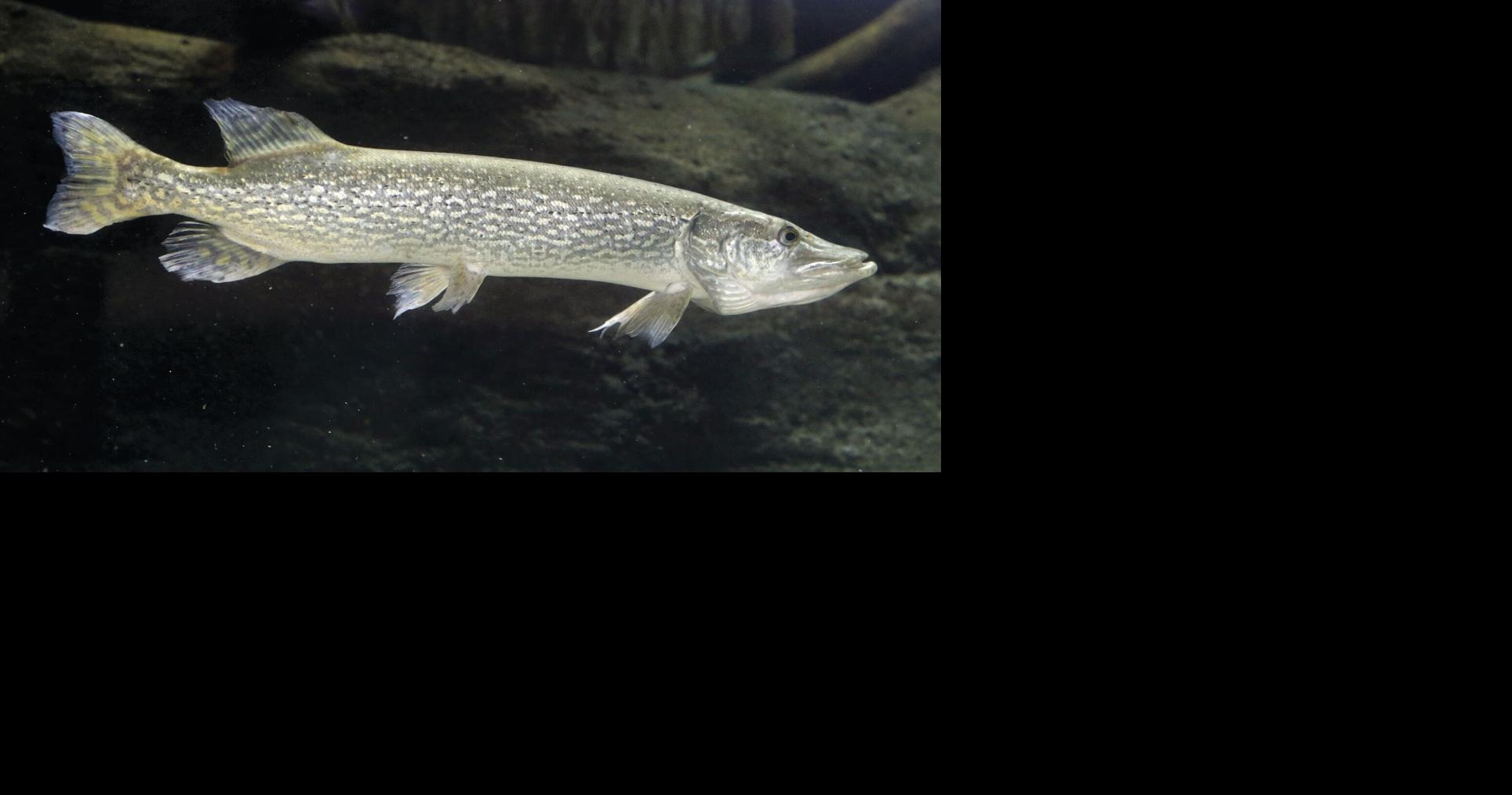 Museum creature feature: Lurking fish commonly misidentified | Tri ...