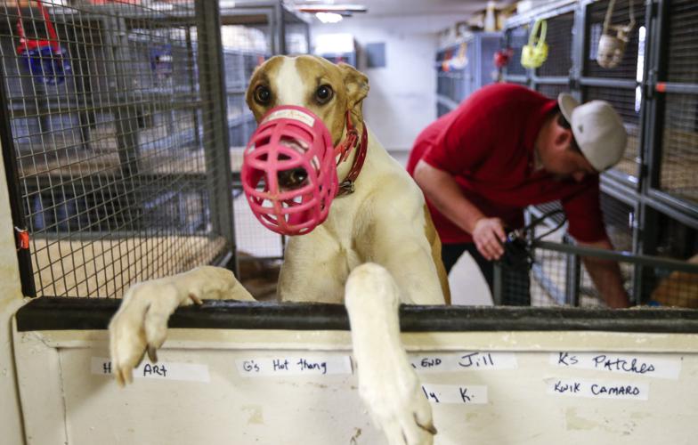 Finish line in sight: Dubuque greyhound track starts final season | Tri ...