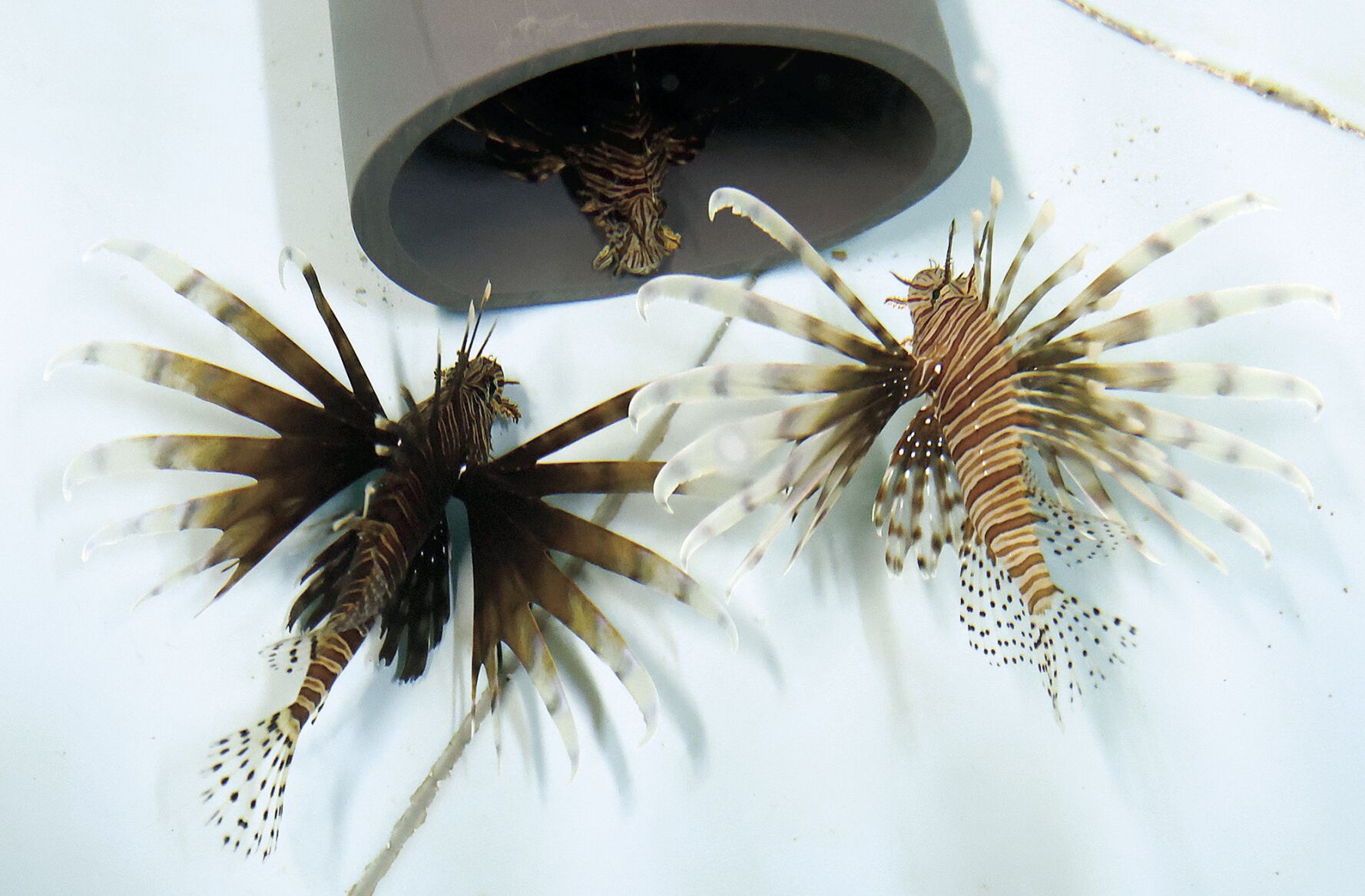 Museum creature feature: Invasive lionfish to have home in Dubuque ...