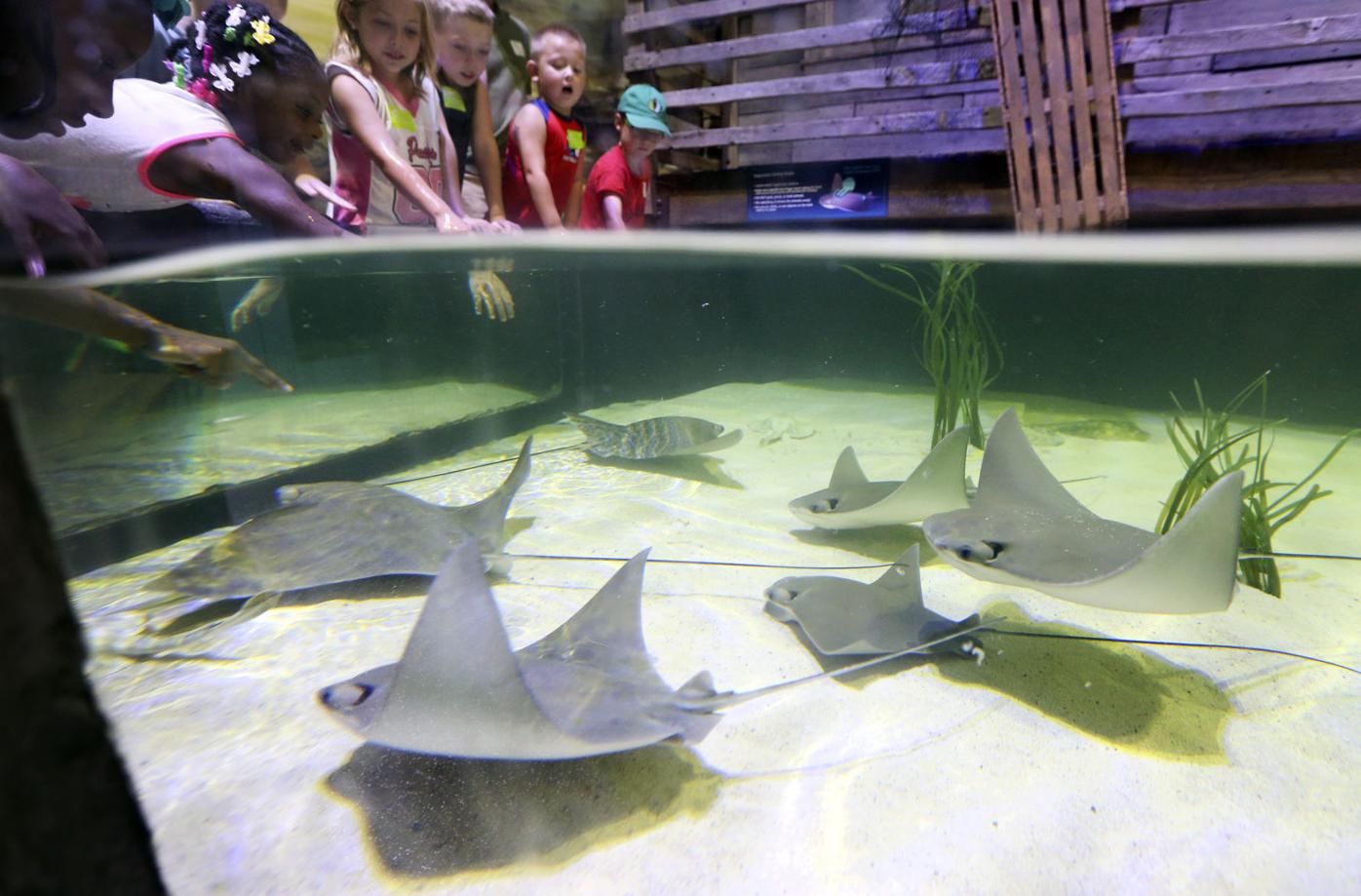 Dubuque river museum welcomes stingrays, jellyfish in new exhibit ...