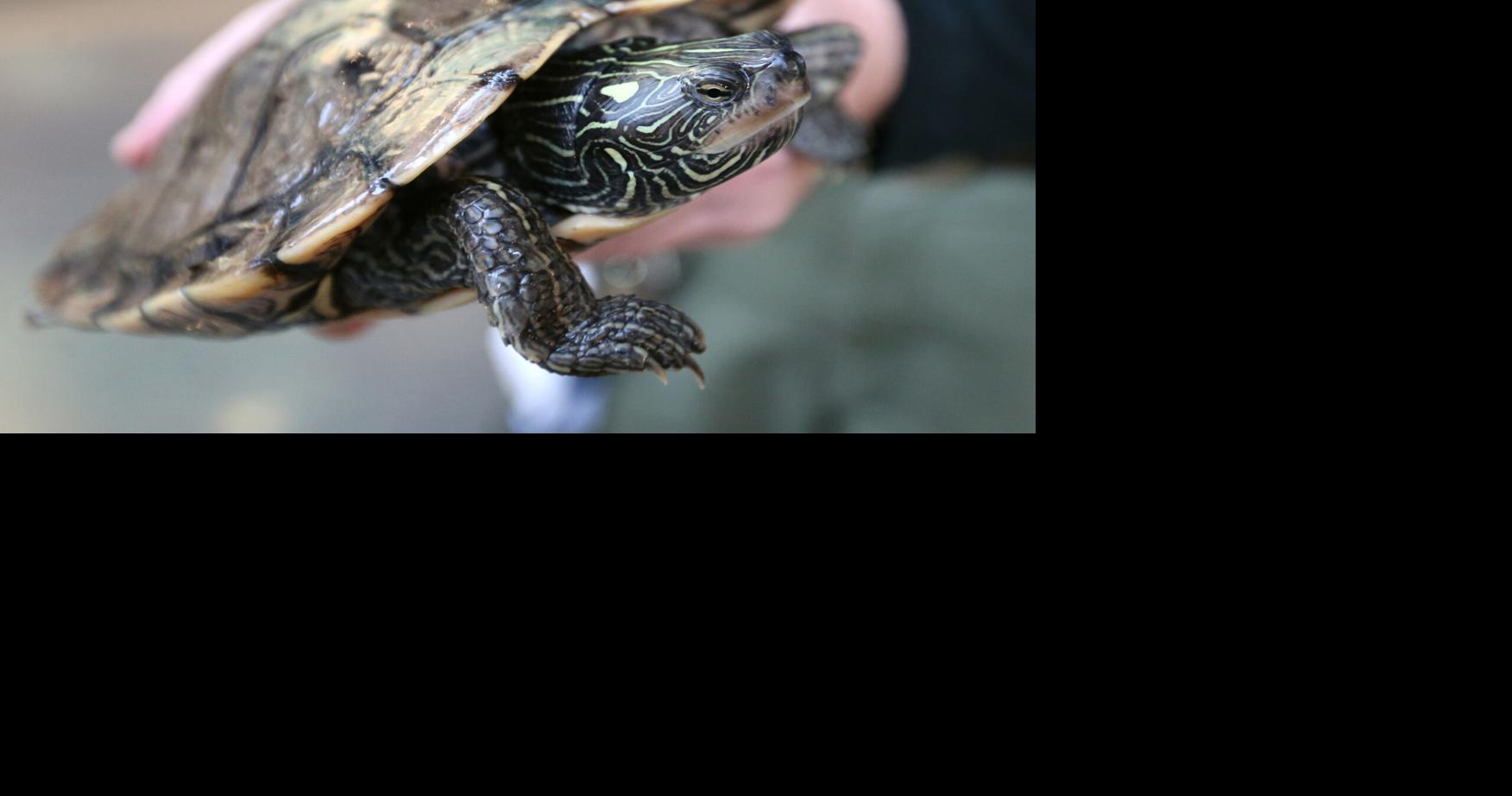 Museum creature feature: 'Topographical' turtles distinguished by head ...