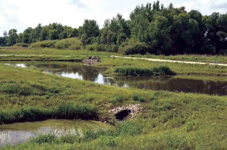 Manchester opens wetland to prevent flooding, purify drinking water ...