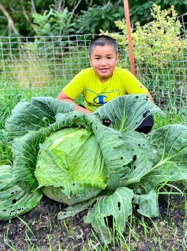 20-pound cabbage lands $1,000 scholarship for local student | Tri-state ...