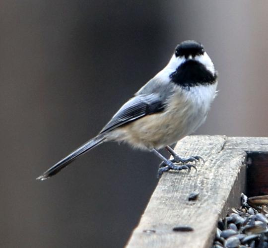 Volunteers embark on avian adventure in annual bird count | Tri-state ...
