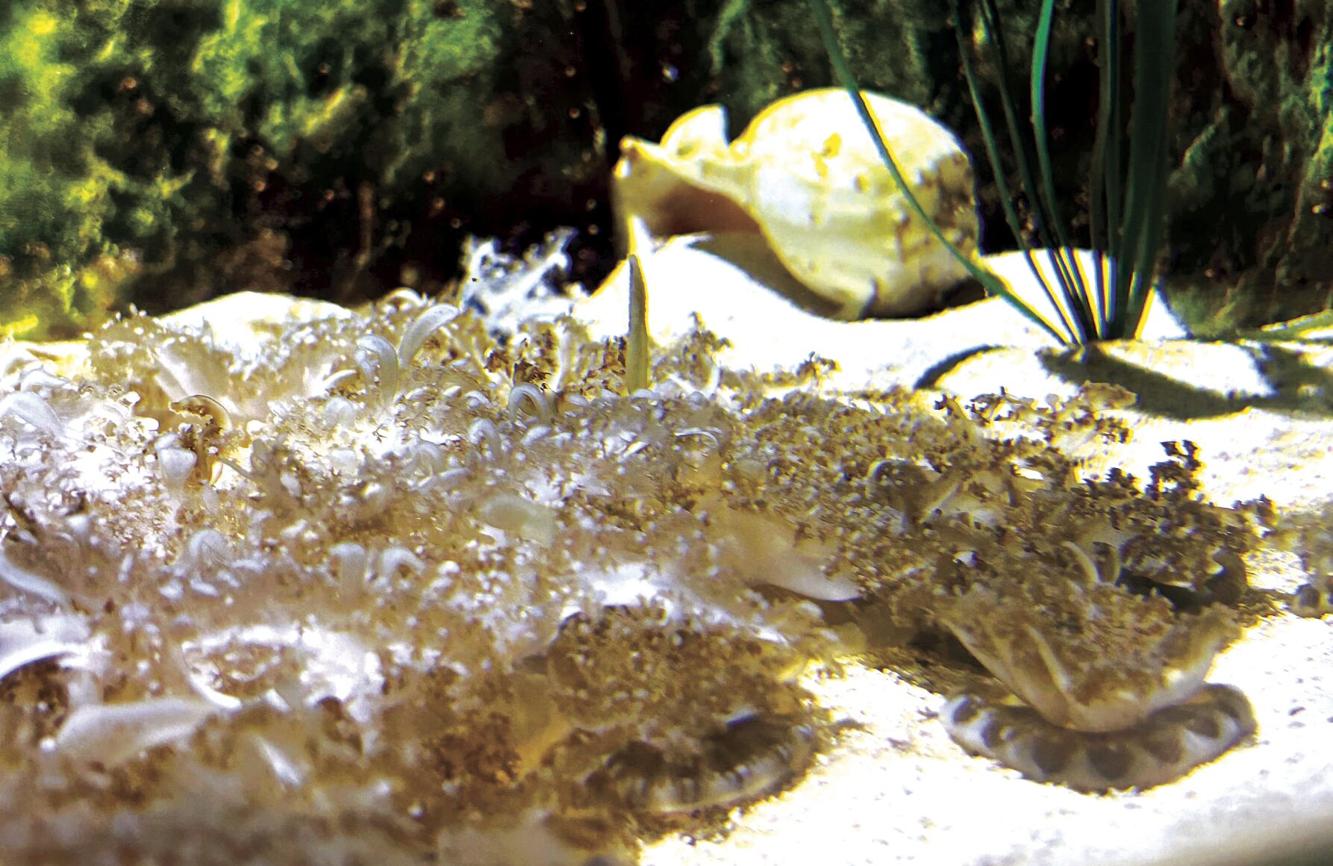Museum creature: Uniquely oriented jellyfish produces a stinging slime ...