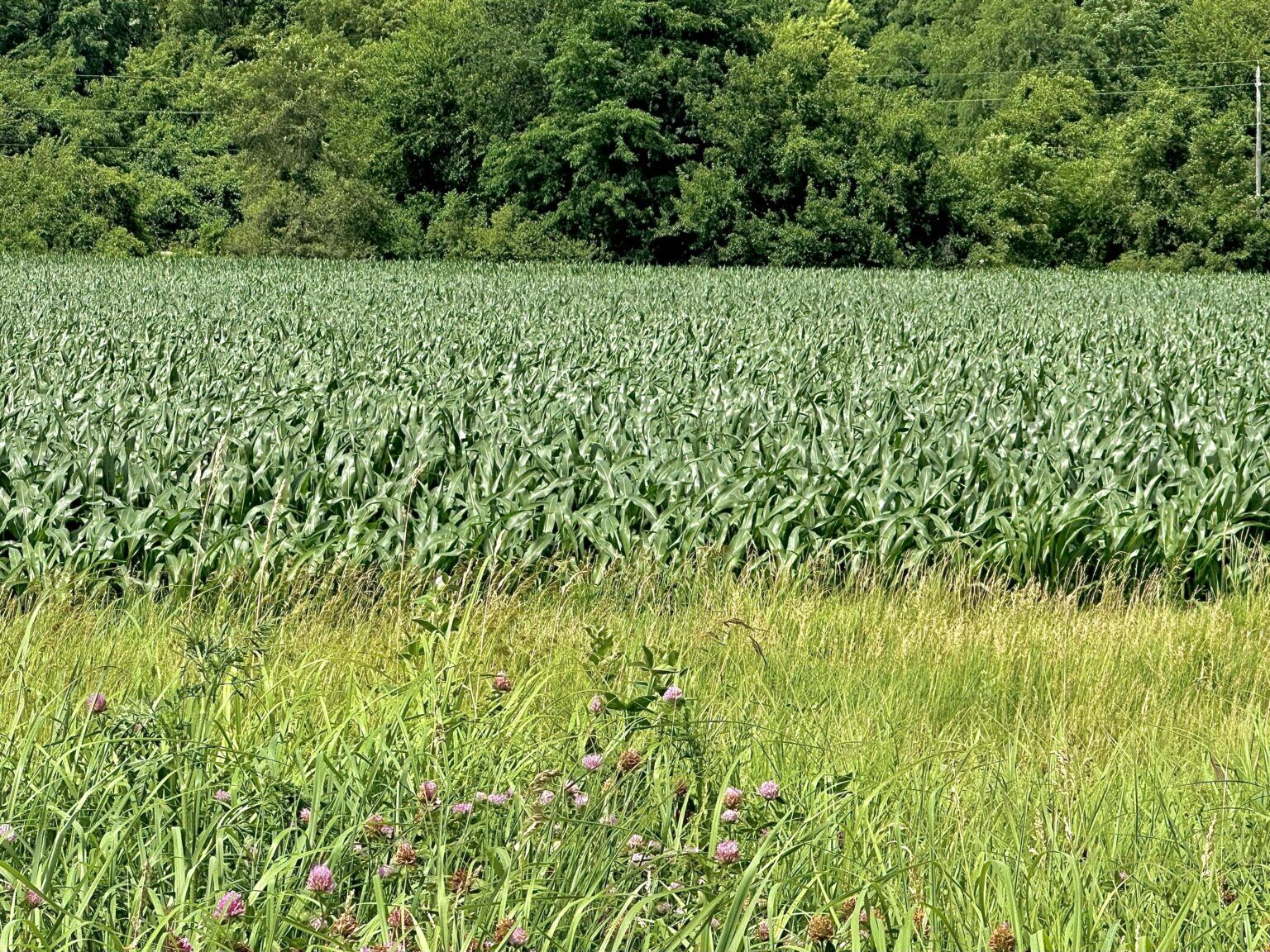Iowa corn beginning to silk, soybeans blooming ahead of normal | Iowa ...