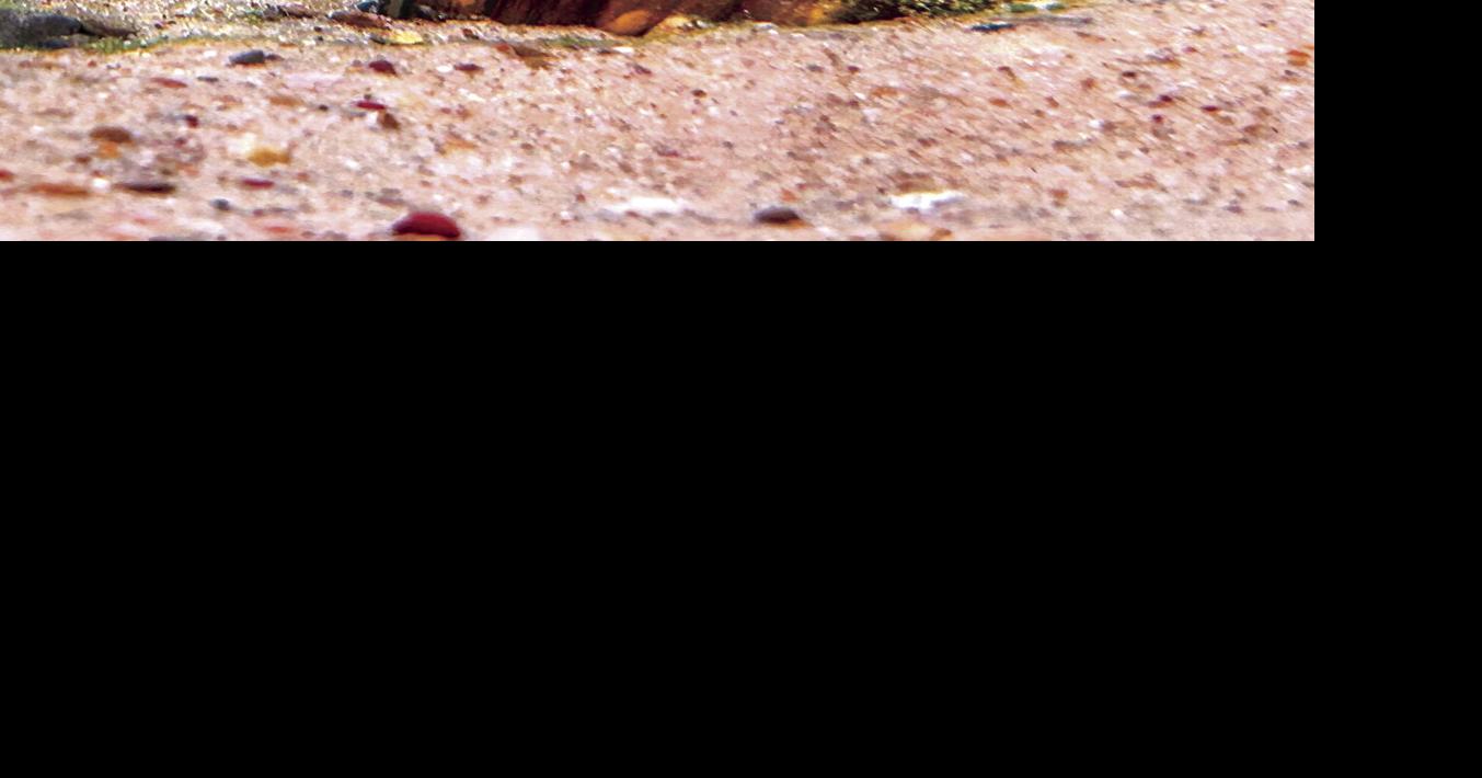 Museum creature feature: Staff watch mussel for signs of growth | Tri ...