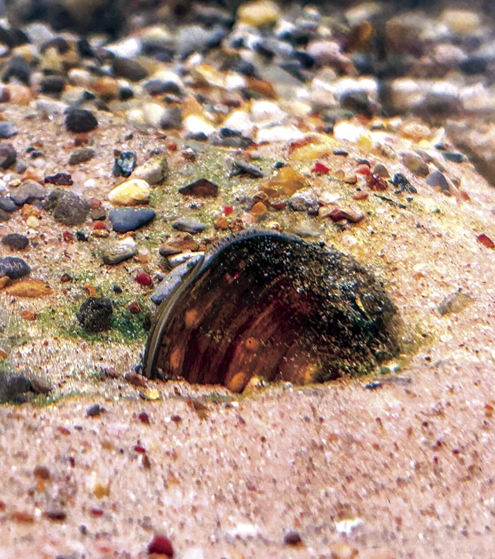 Museum creature feature: Staff watch mussel for signs of growth | Tri ...