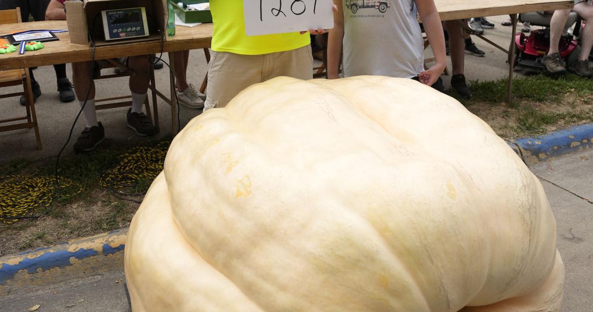 Peosta pumpkin named biggest at Iowa State Fair | Tri-state News ...
