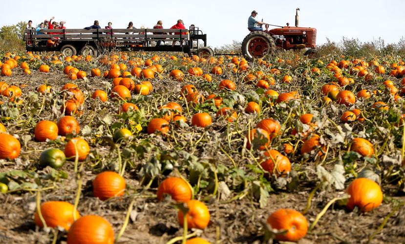 Autumn sees revival of local pumpkin patches, apple orchards | Features ...