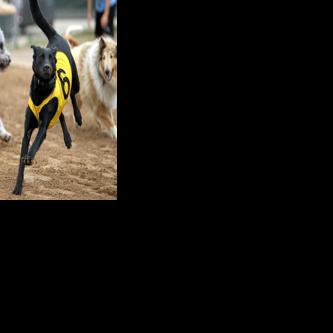 Mutt Dogs invade Greyhound Park | Tri-state News | telegraphherald.com