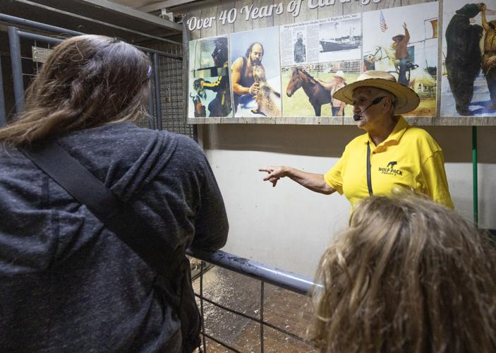 Delaware County Fair performer shares passion for wolves | Tri-state ...