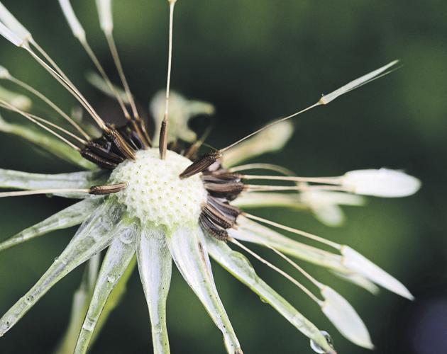 Introducing Stephen Gassman, the TH's newest photographer | Features ...