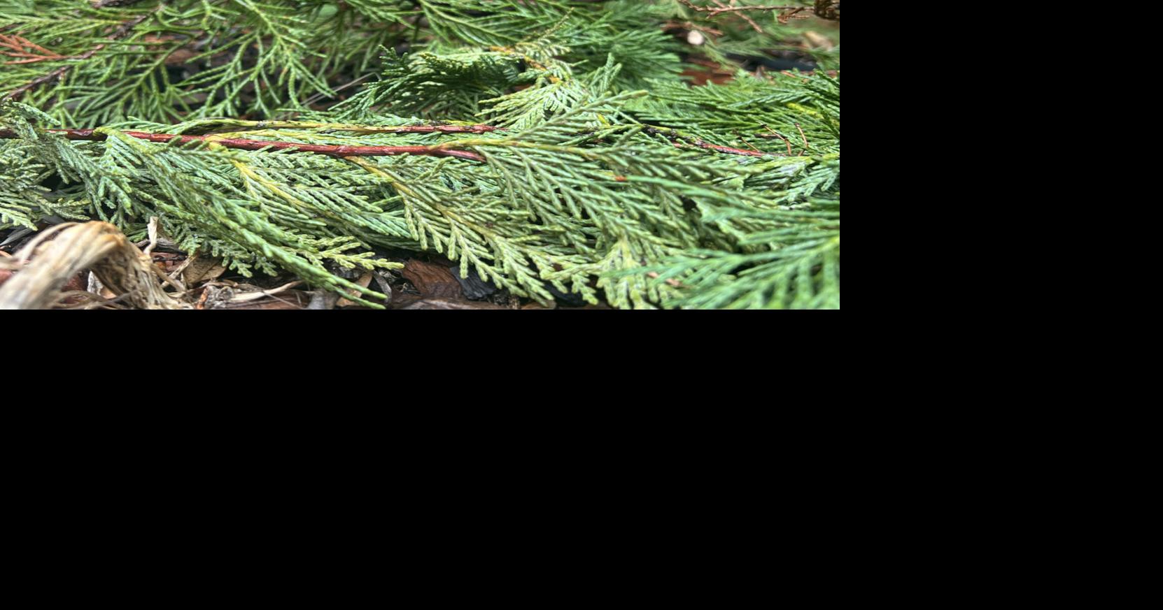 Christmas is over, but what to do with the tree? Here's some ...