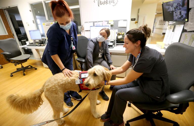 Therapy dogs help with worker burnout at Dubuque hospitals | Tri-state ...